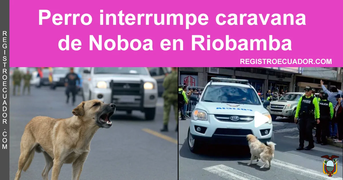 Perro interrumpe caravana presidencial de Noboa en Riobamba